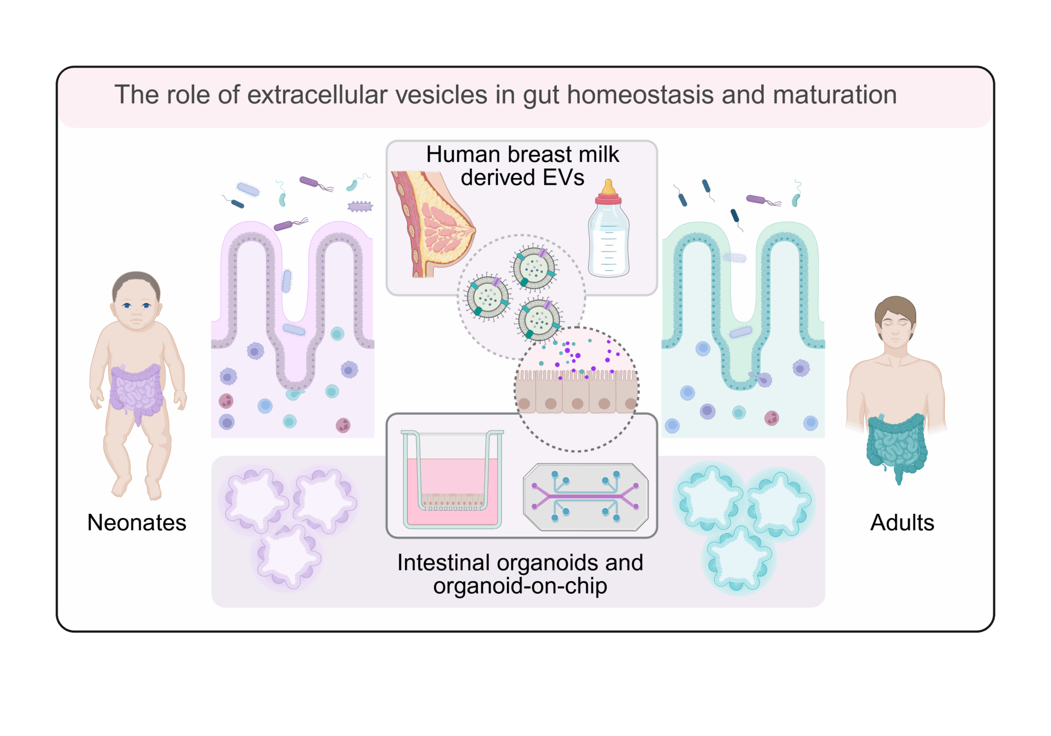 EBB Lab - The Erlangen Vesicle Initiative
